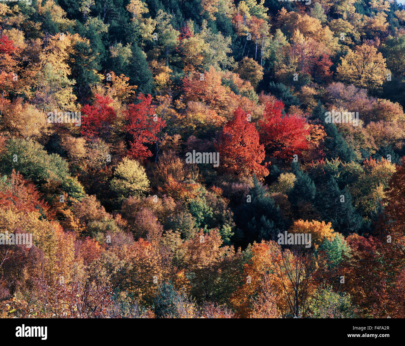 Vermont, Autumn colors of Sugar Maple Trees (Acer saccharum) in the ...