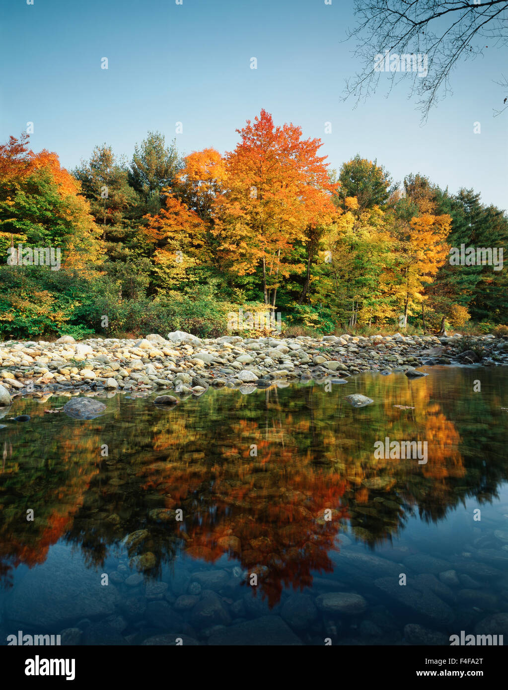 Vermont, Autumn colors of Sugar Maple Trees (Acer saccharum) along a ...