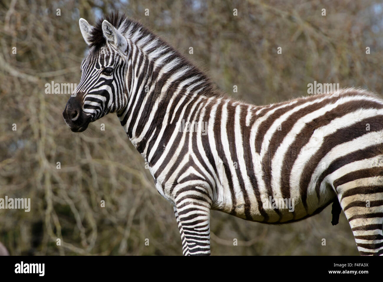 Washington zebra at woodland park zoo hi-res stock photography and ...
