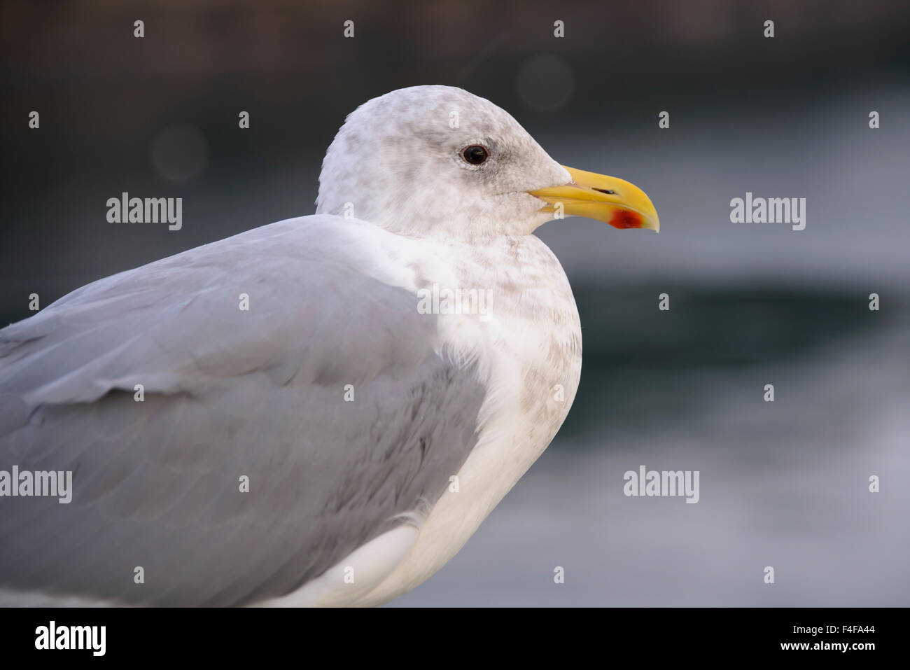 Orcas Island, San Juan Islands, Washington State. Seagull on the ferry ...