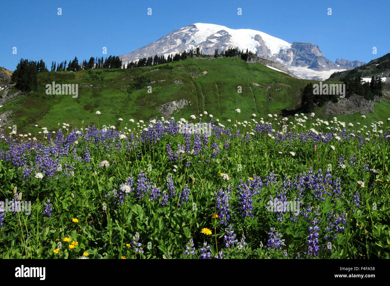 Mount Rainier, snow-covered, from Paradise, Mount Rainier National Park ...