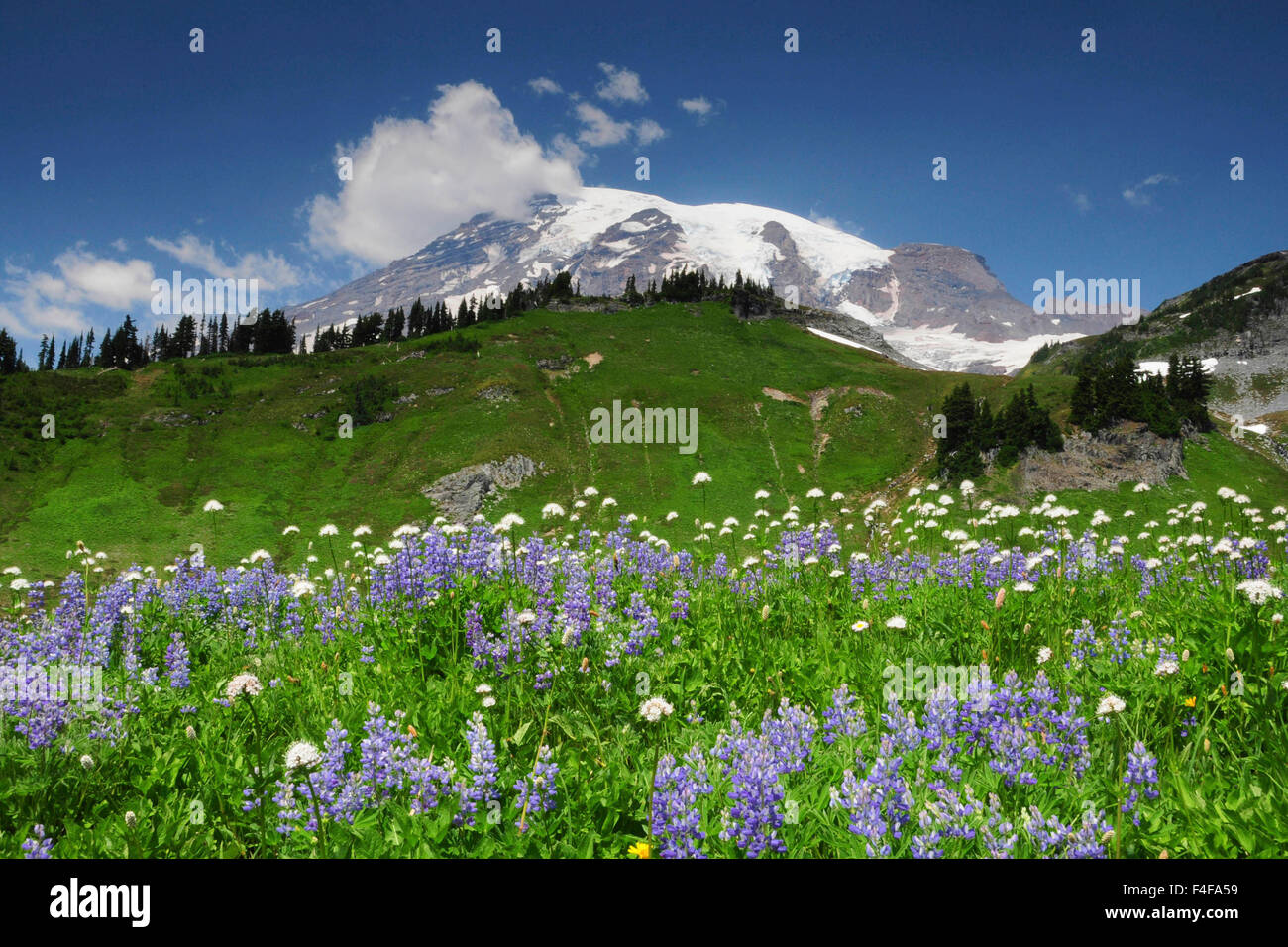 Snow-covered, Mount Rainier, from Paradise, Mount Rainier National Park ...