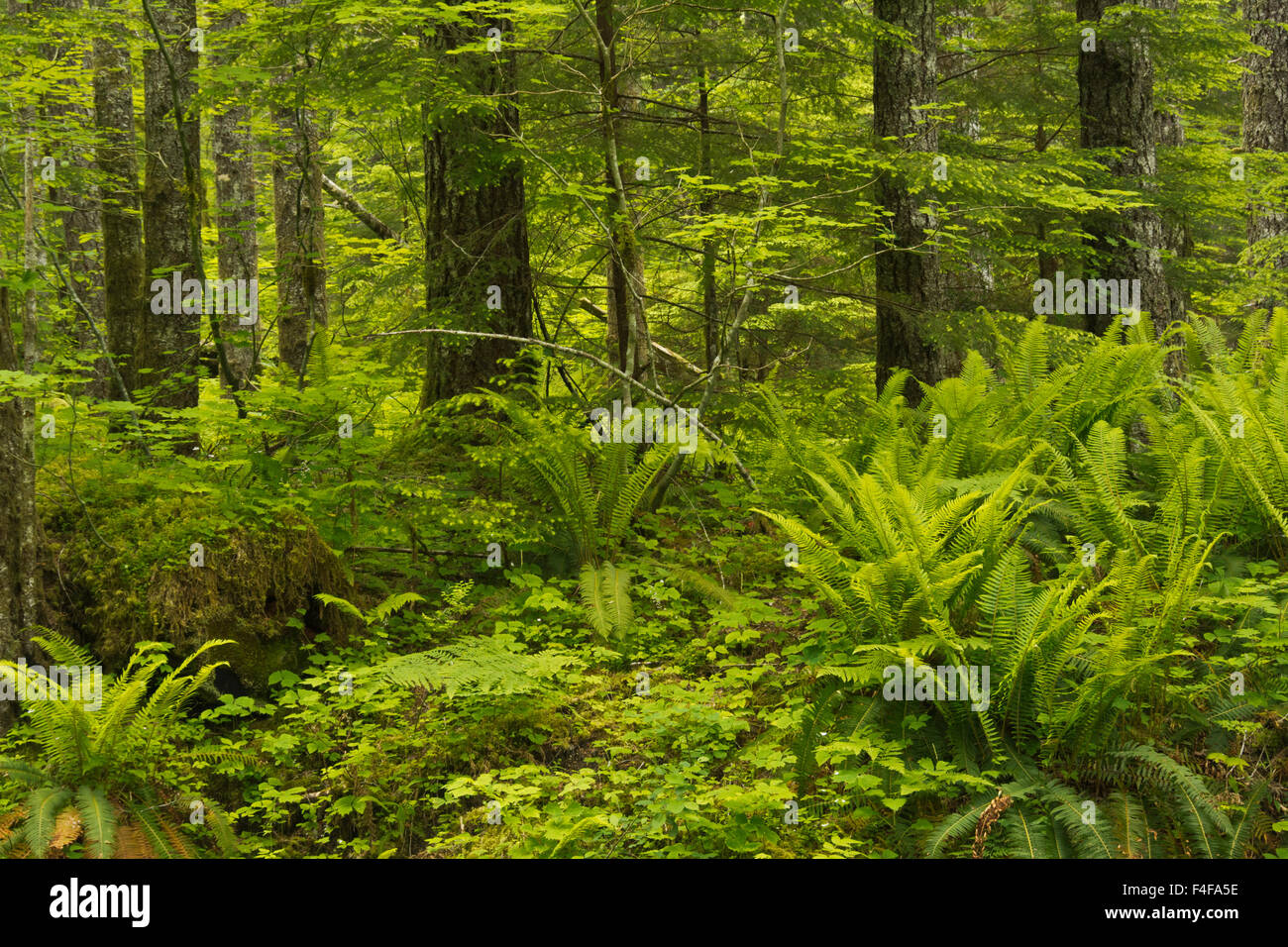 Forest Interior, Gifford-Pinchot National Forest, Cougar, Washington ...