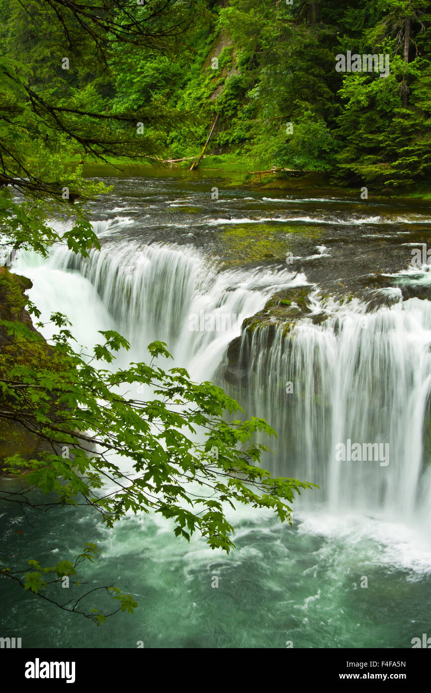 Lower Lewis Falls, Lewis River, Gifford-Pinchot National Forest, Cougar ...