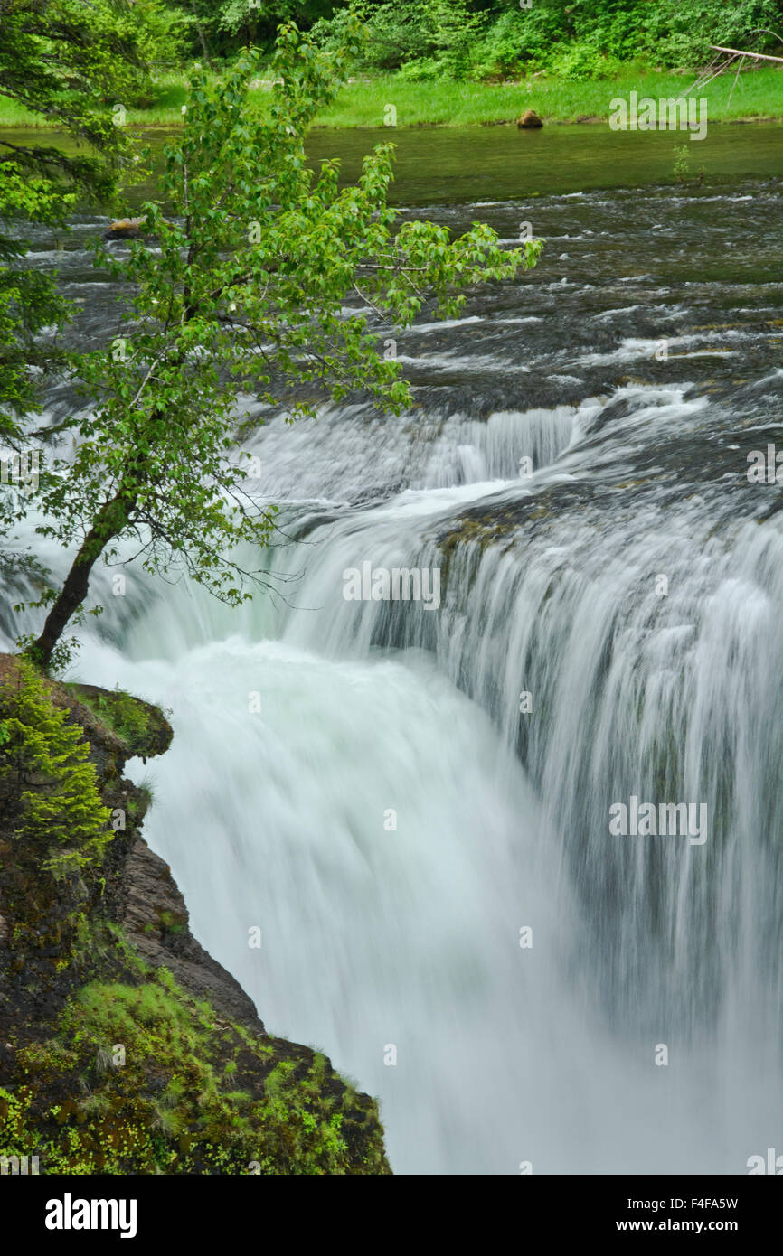 Lower Lewis Falls, Lewis River, Gifford-Pinchot National Forest, Cougar ...