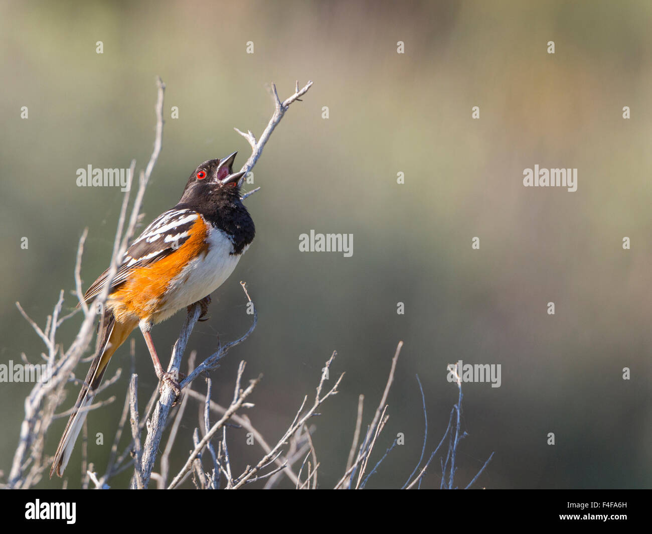 USA, Washington State. Male Spotted Towhee (Pipilo maculatus) marks ...
