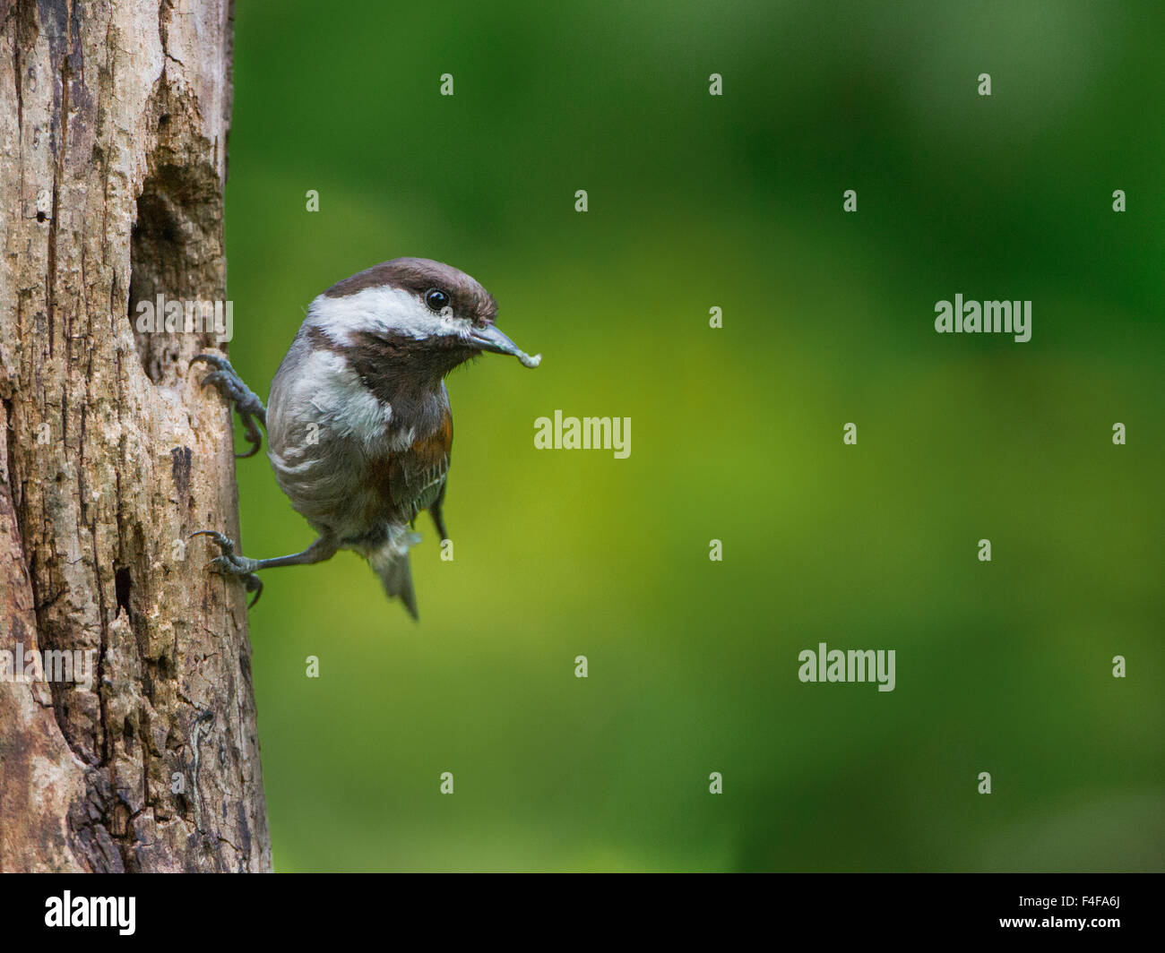 USA, Washington State. Chestnut-backed Chickadee (Poecile rufescens ...
