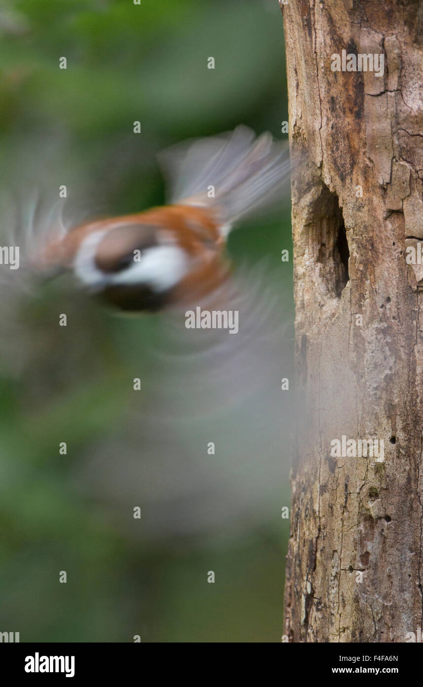 USA, Washington State. Chestnut-backed Chickadee (Poecile rufescens ...