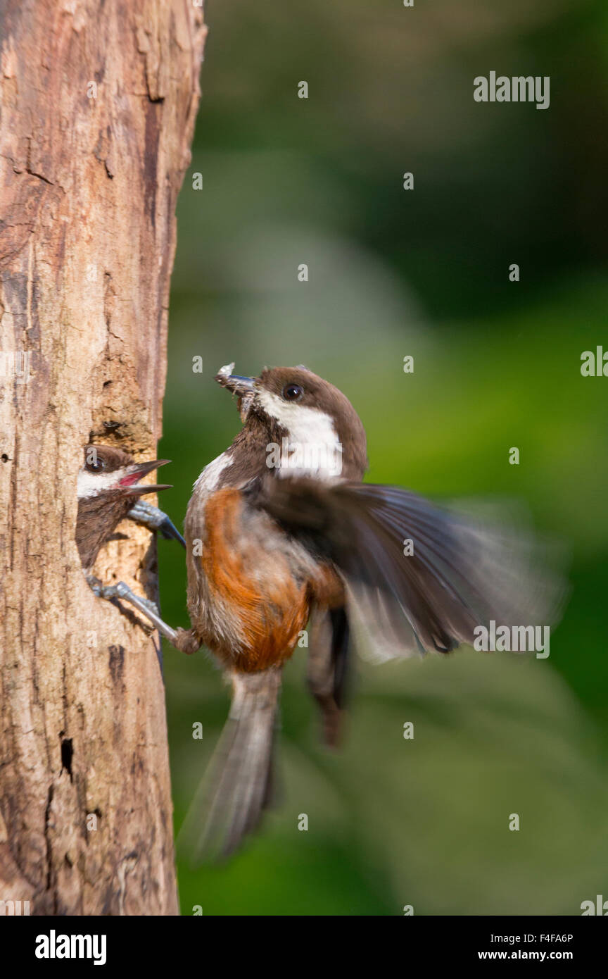 USA, Washington State. Chestnut-backed Chickadee (Poecile rufescens ...