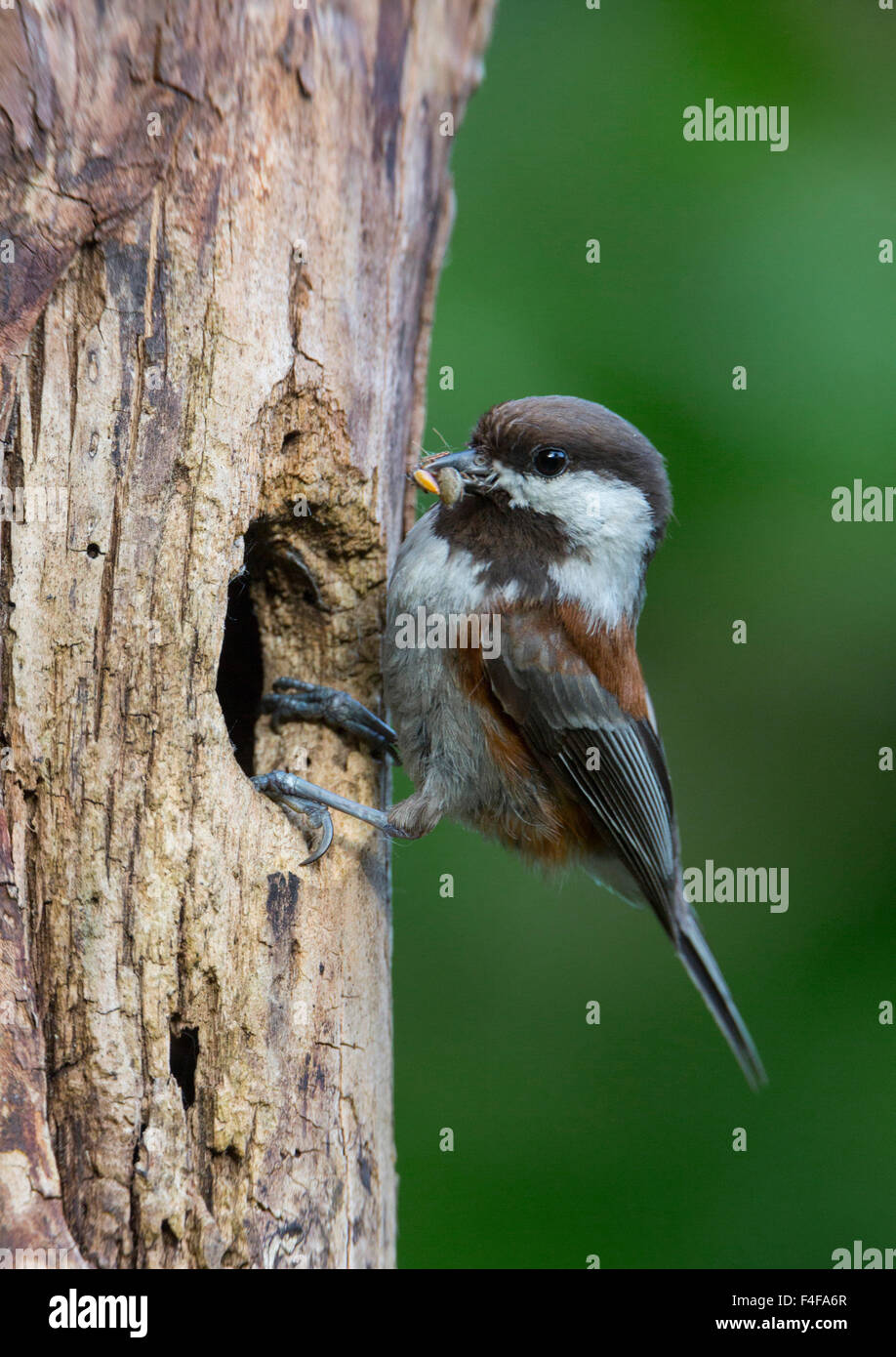 USA, Washington State. Chestnut-backed Chickadee (Poecile rufescens ...