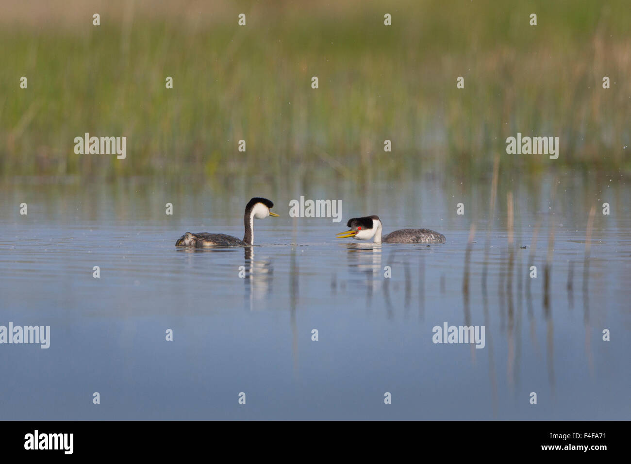 USA, Washington State. Western Grebe (Aechmophorus occidentalis) in ...