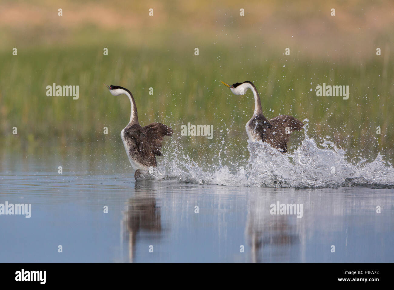 USA, Washington State. Western Grebe (Aechmophorus occidentalis) in ...