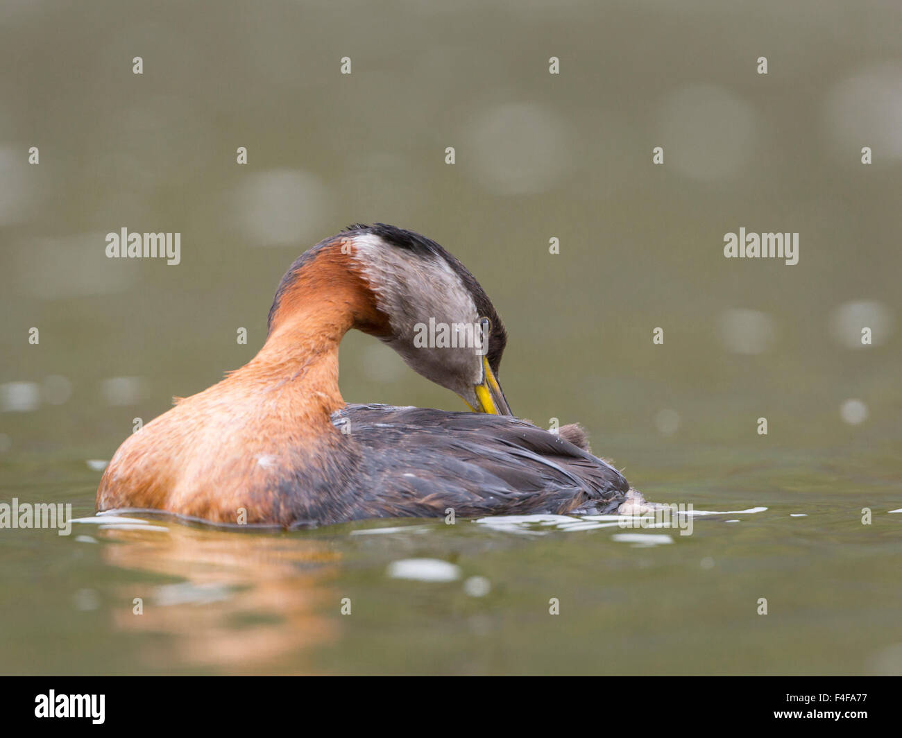 USA, Washington State. Red-necked Grebe (Podiceps grisegena) preening ...