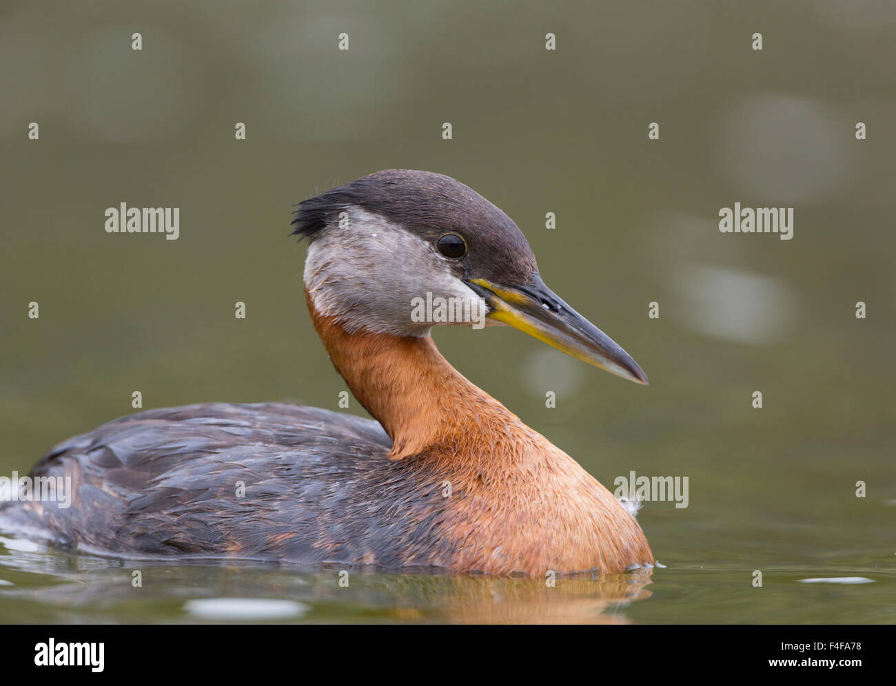 USA, Washington State. Red-necked Grebe (Podiceps grisegena) in Central ...