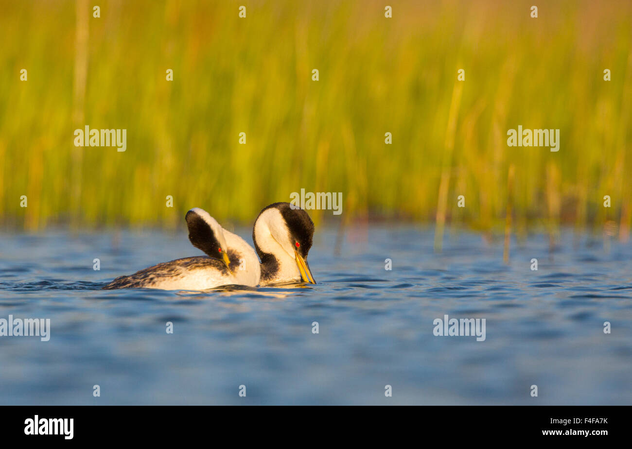 USA, Washington State. Western Grebe (Aechmophorus occidentalis) pair ...