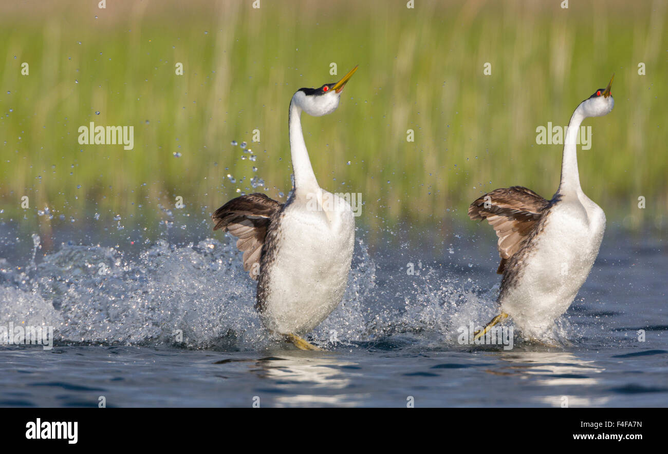 USA, Washington State. Western Grebe (Aechmophorus occidentalis) in ...