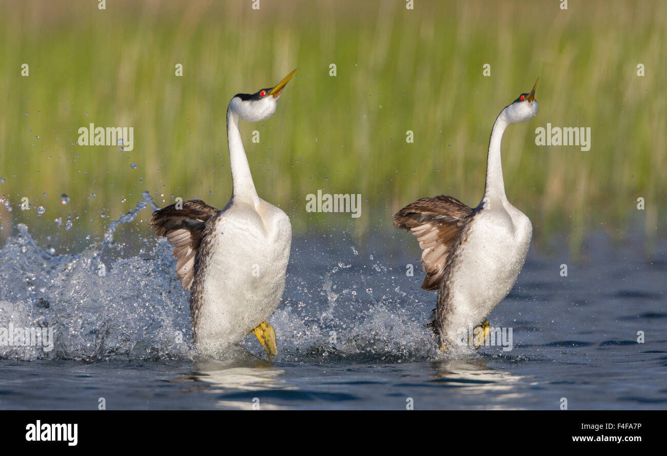 USA, Washington State. Western Grebe (Aechmophorus occidentalis) in ...