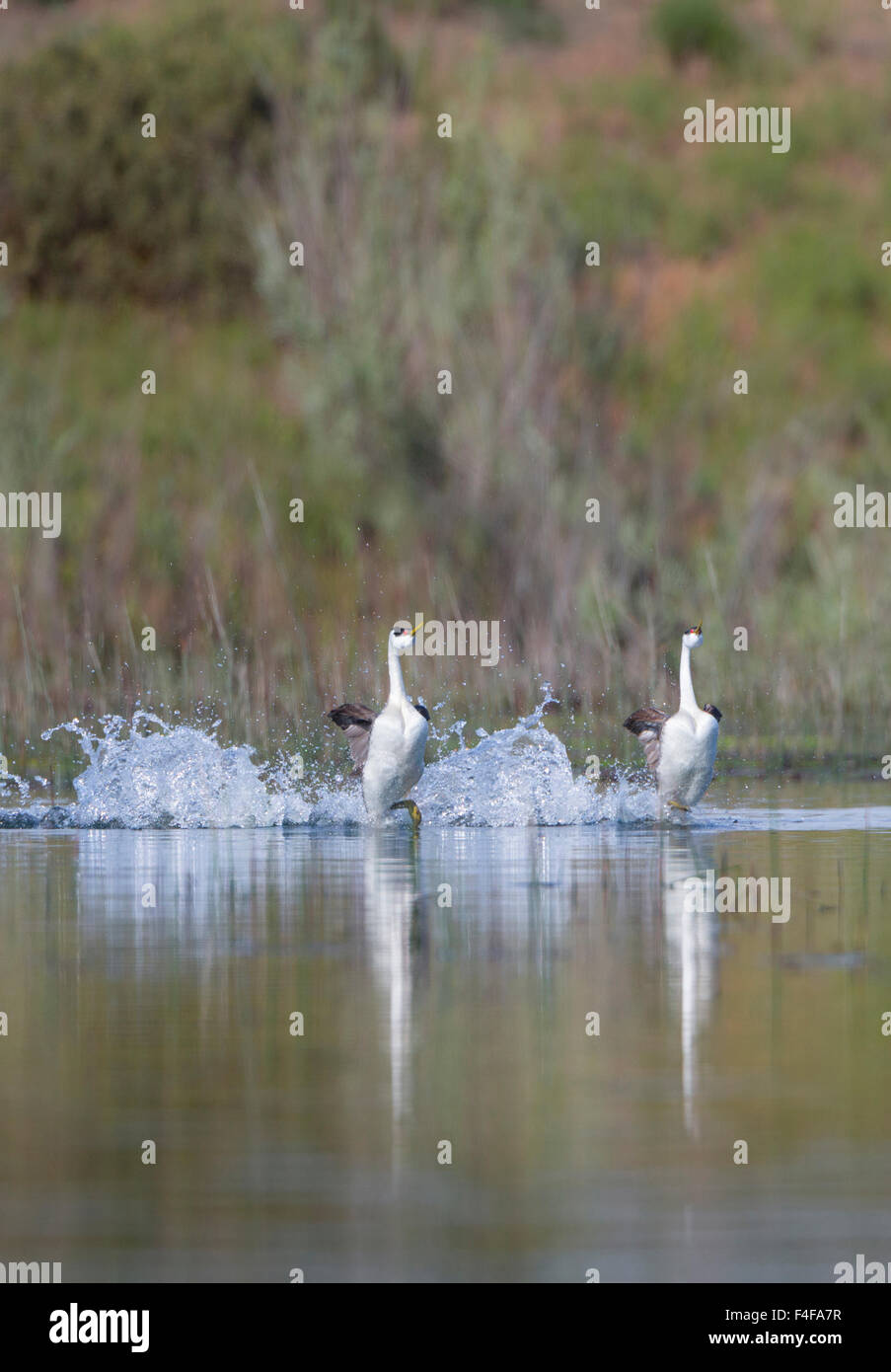 USA, Washington State. Western Grebe (Aechmophorus occidentalis) in ...