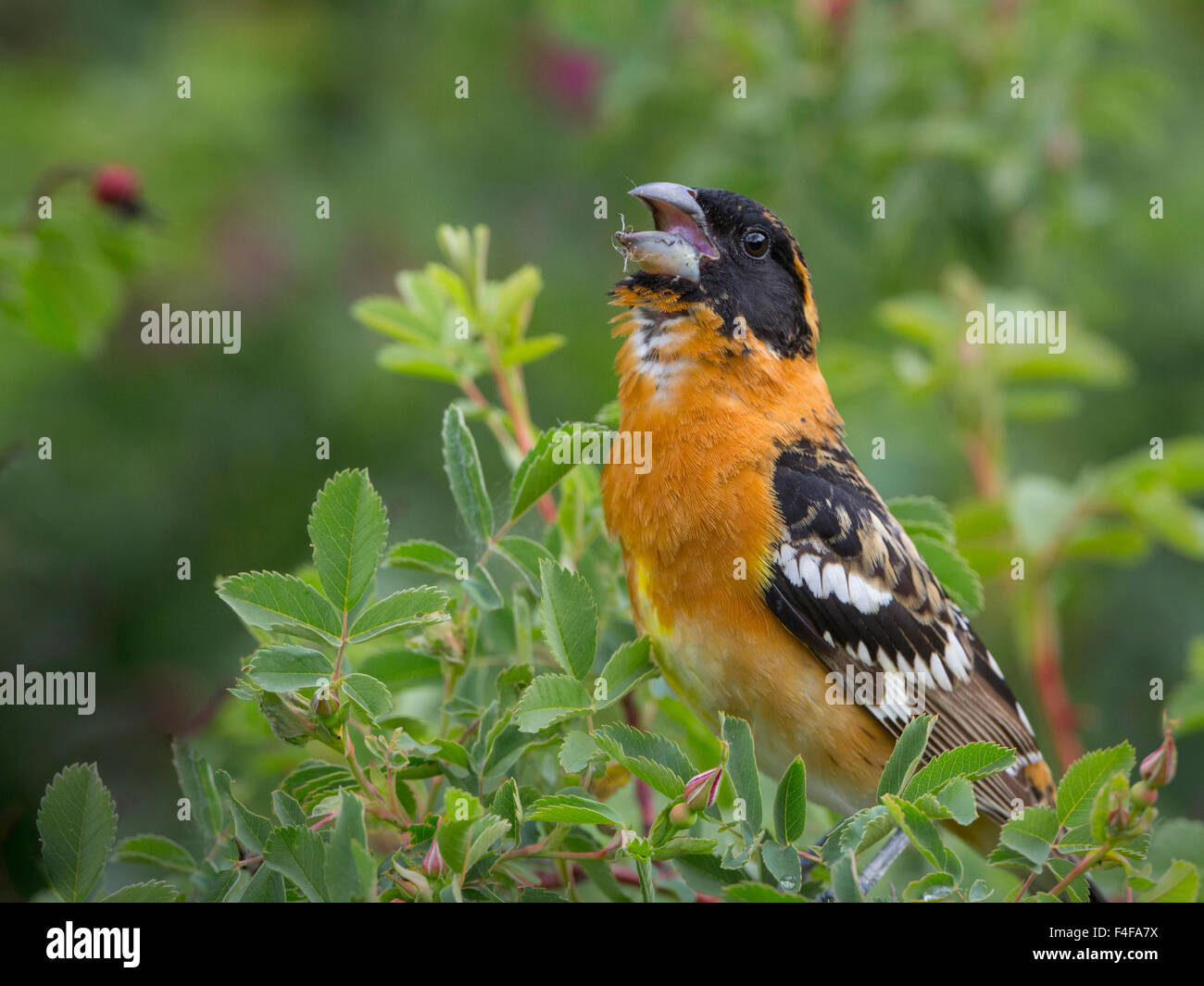 USA, Washington State. Male Black-headed Grosbeak (Pheucticus ...