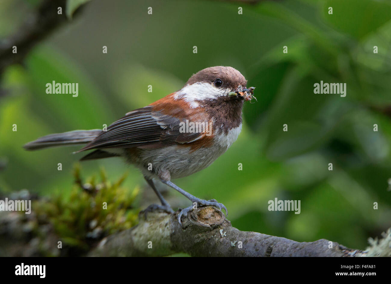 USA, Washington State. Chestnut-backed Chickadee (Poecile rufescens ...