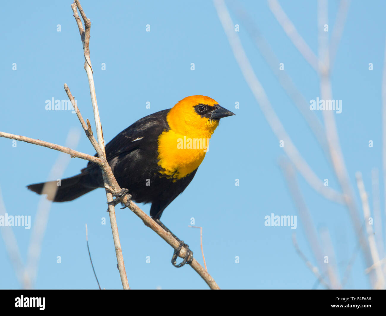USA, Washington State, Yellow-headed Blackbird Stock Photo - Alamy