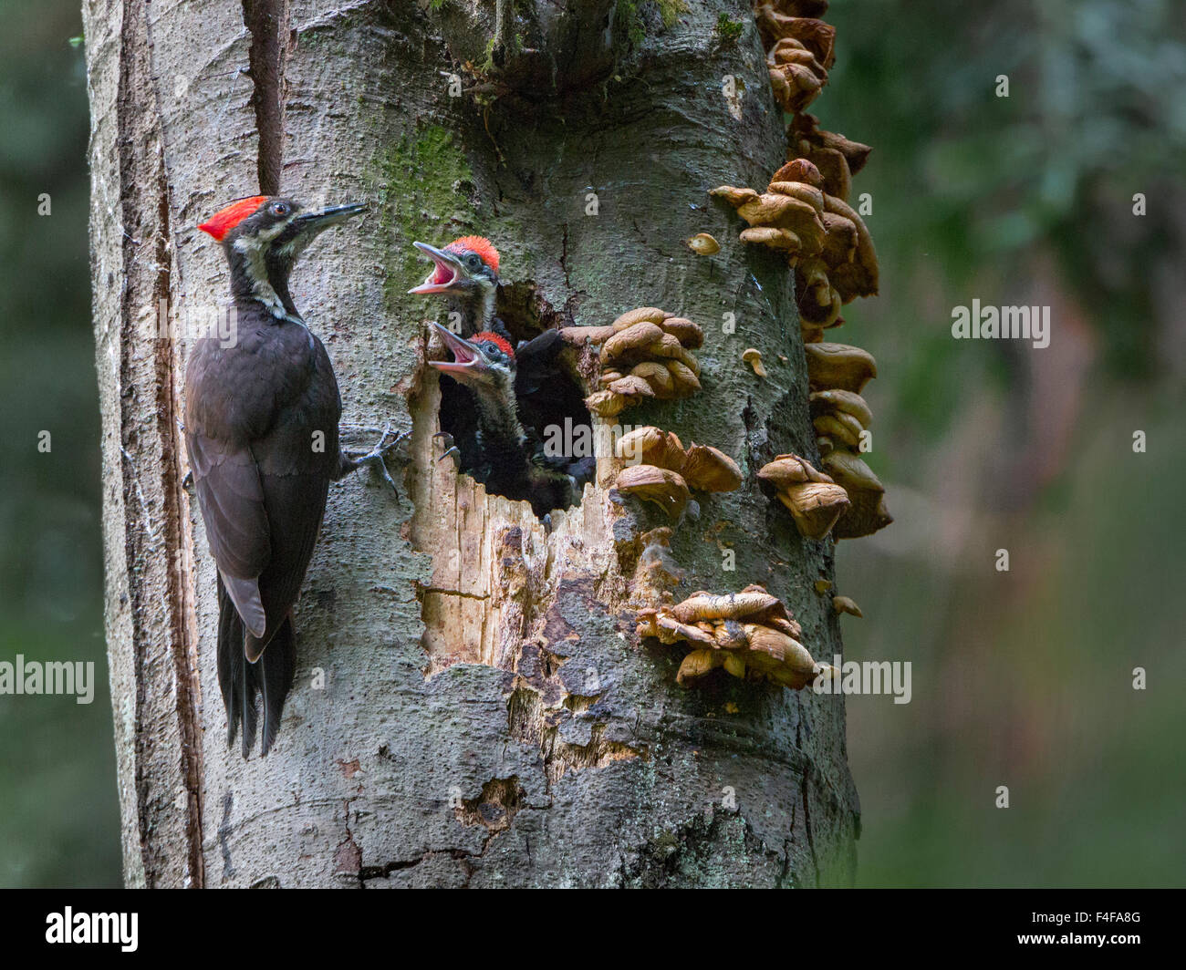 USA, Washington State. Female Pileated Woodpecker (Dryocopus pileatus ...