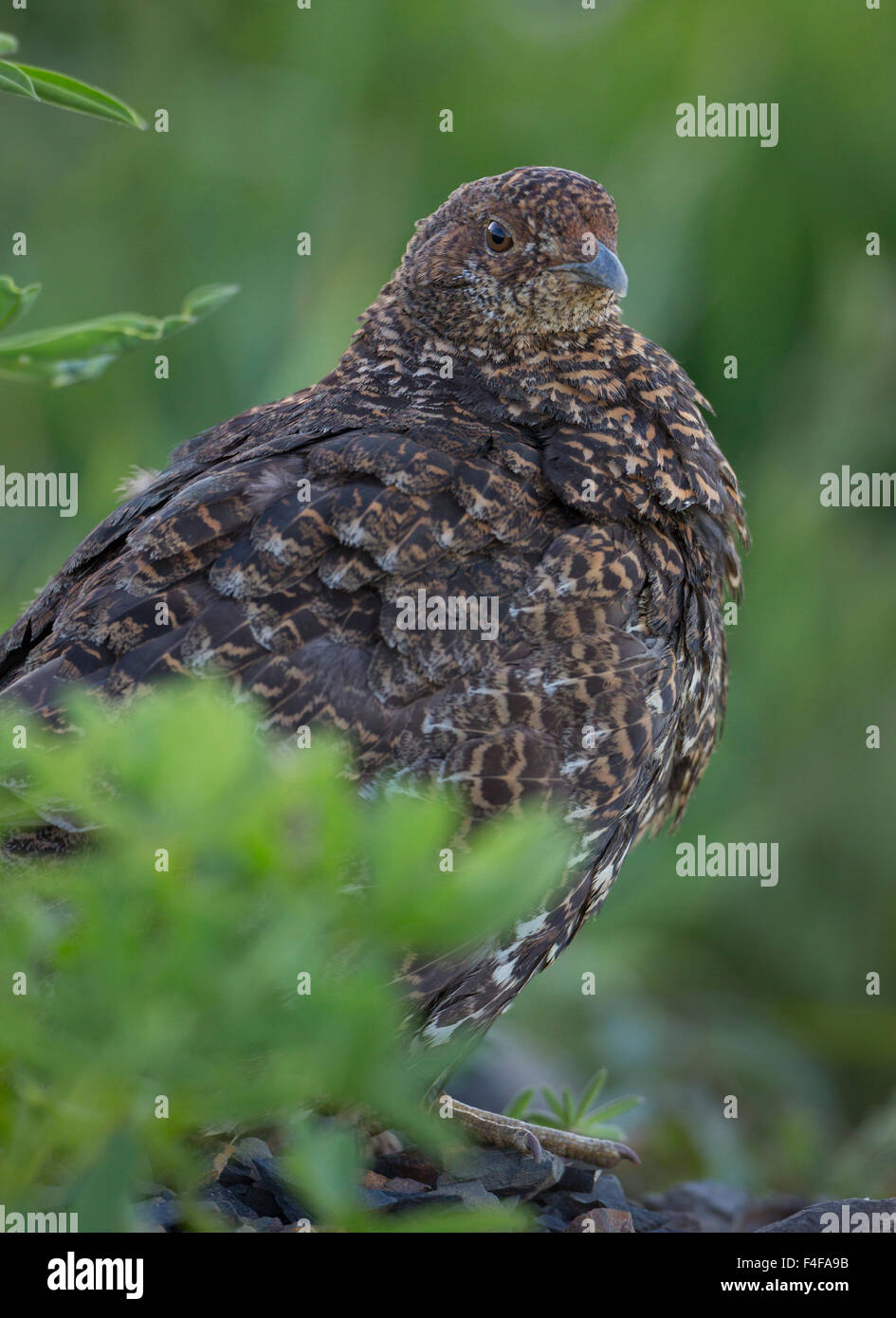 USA, Washington State. Female Sooty Grouse (Dendragapus fuliginosus ...