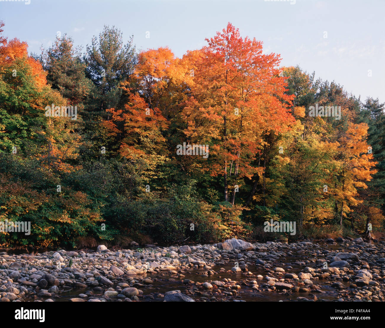 Large sugar maple trees hi-res stock photography and images - Alamy