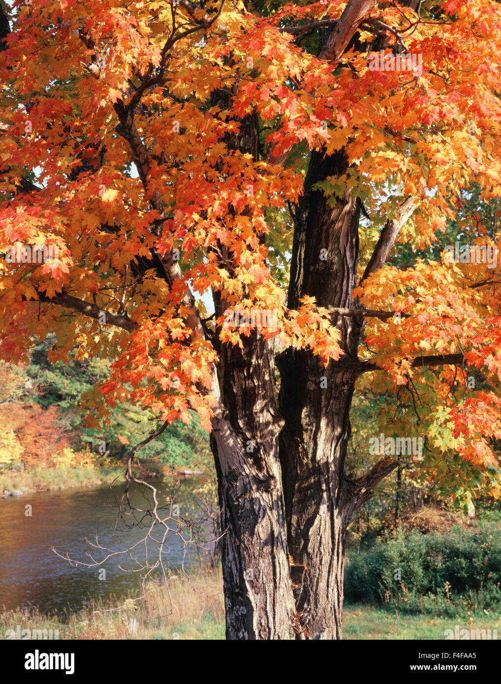 Vermont, A Sugar Maple tree (Acer saccharum). (Large format sizes ...