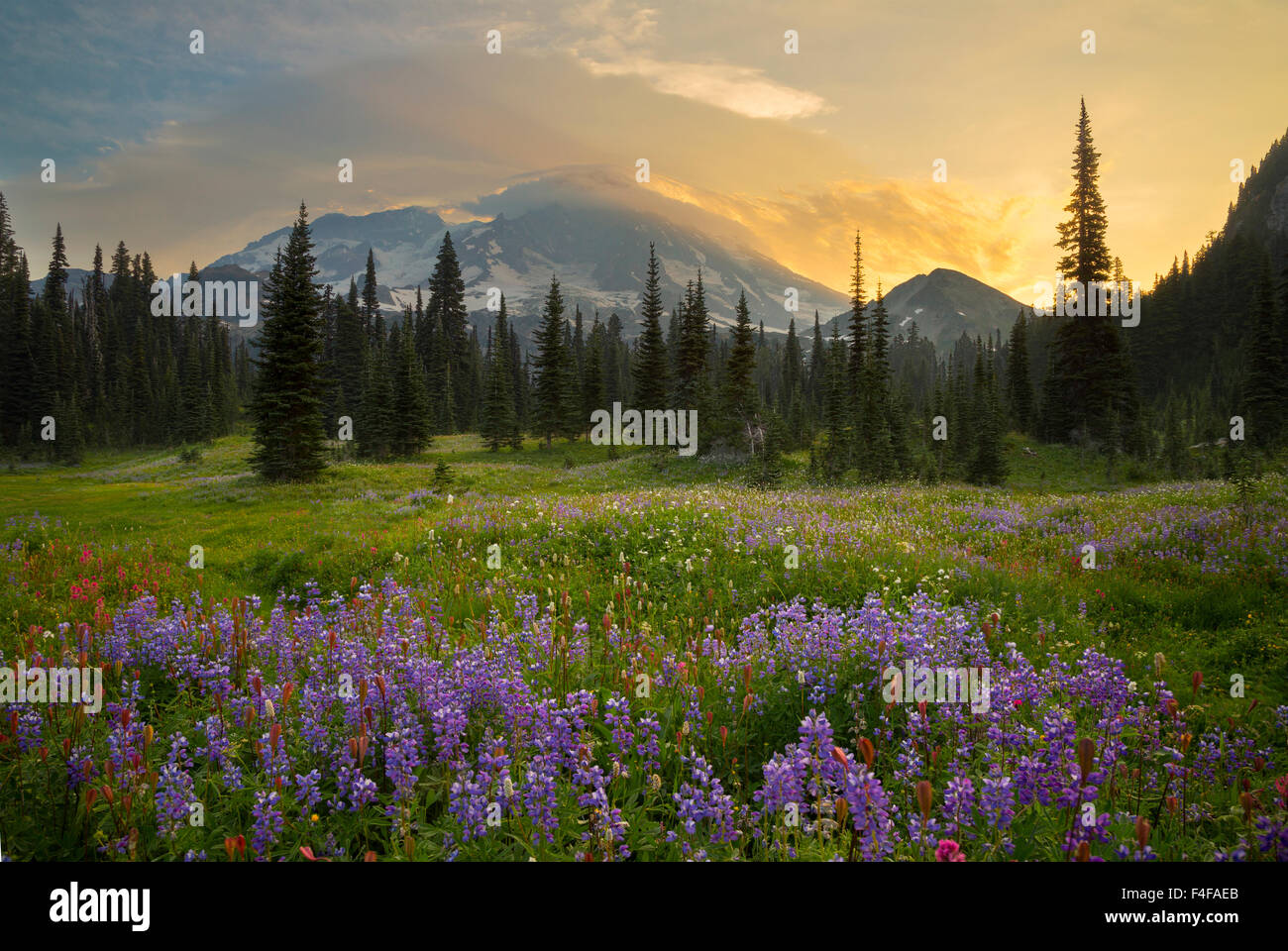 USA, Washington State. Field of lupine (Lupinus latifolius) and Mt ...