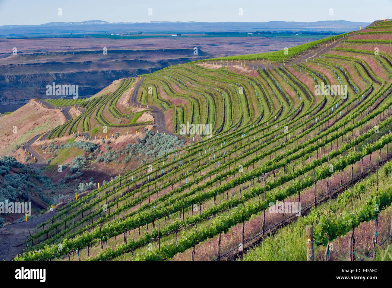 USA, Washington, Columbia Valley. Rows of vines along the hillside at ...
