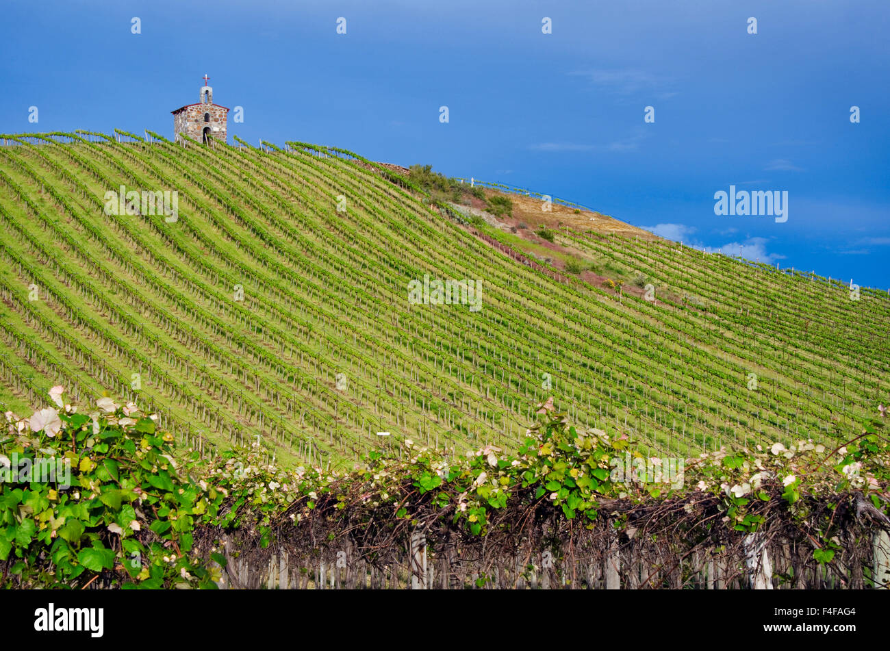 Red willow vineyard hi-res stock photography and images - Alamy