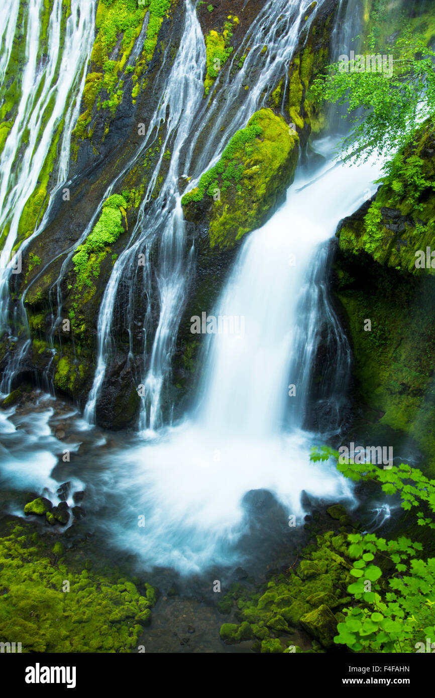Panther Creek Falls, Carson, Washington, USA Stock Photo - Alamy