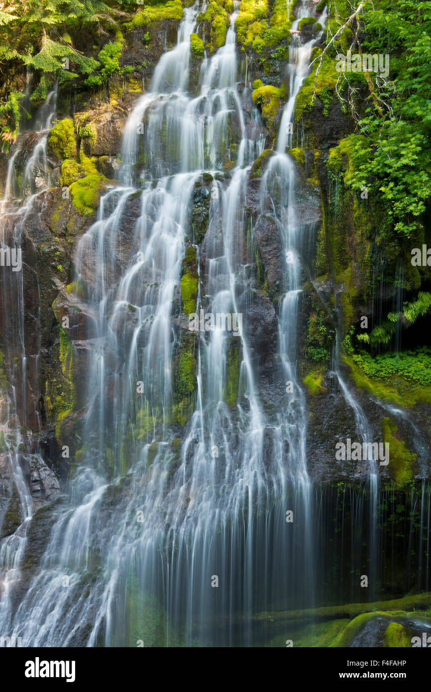 Detail, Panther Creek Falls, Carson, Washington, USA Stock Photo - Alamy
