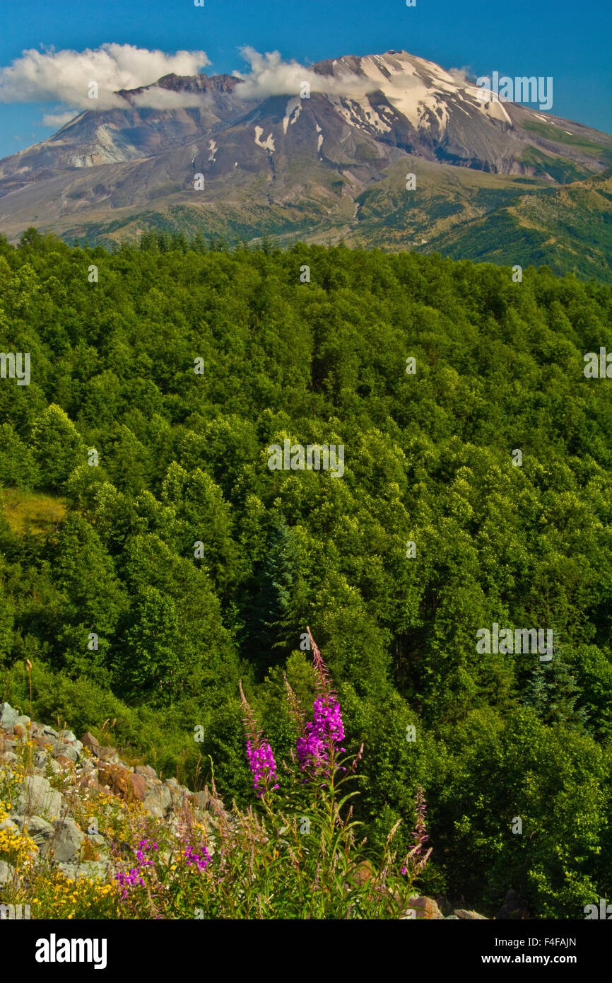 Wildflowers and Mount St. Helens, Forest Learning Center, Mount St ...