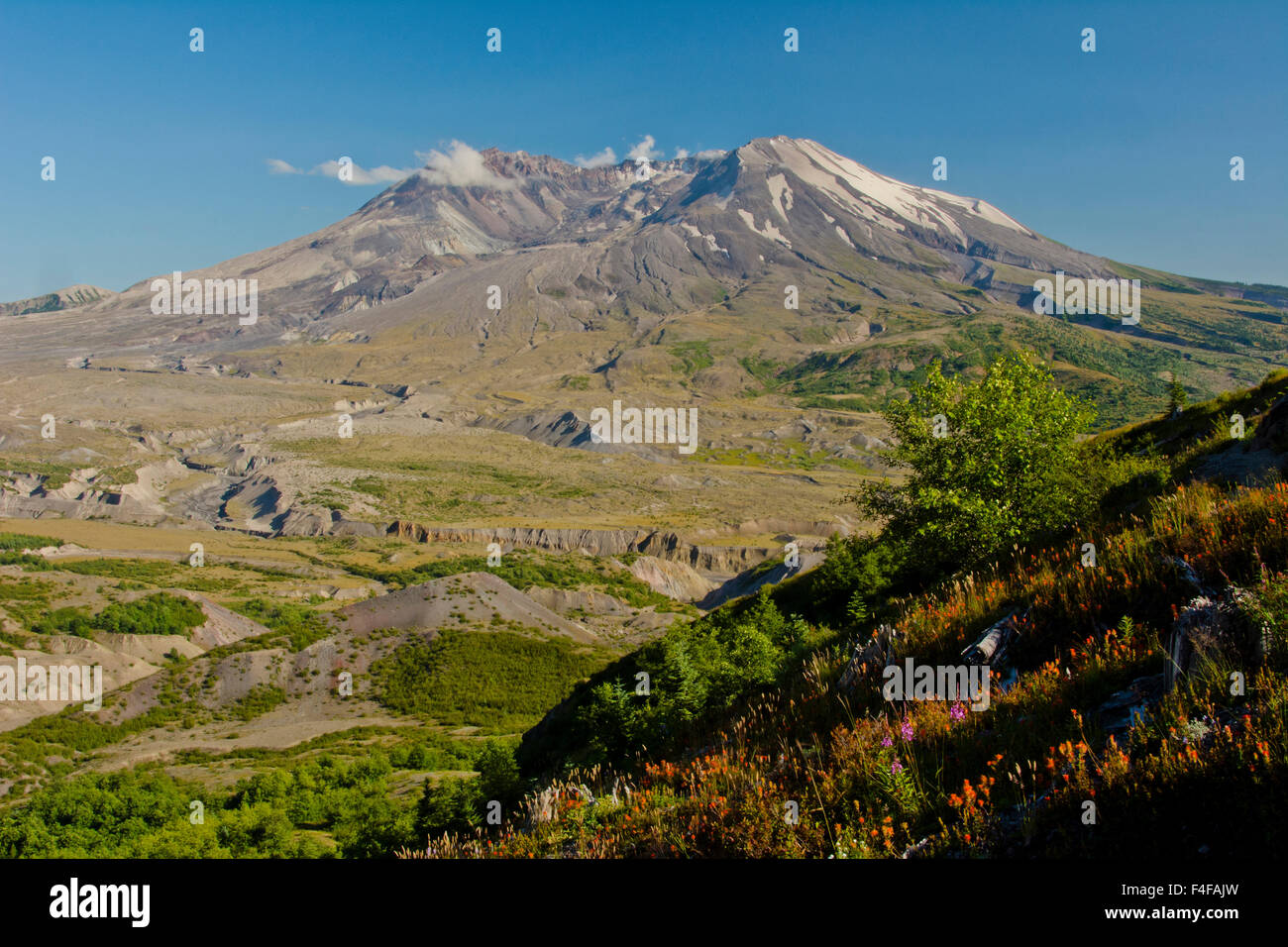 Wildflowers, Mount St. Helens, Boundary Trail, Mount St. Helens ...
