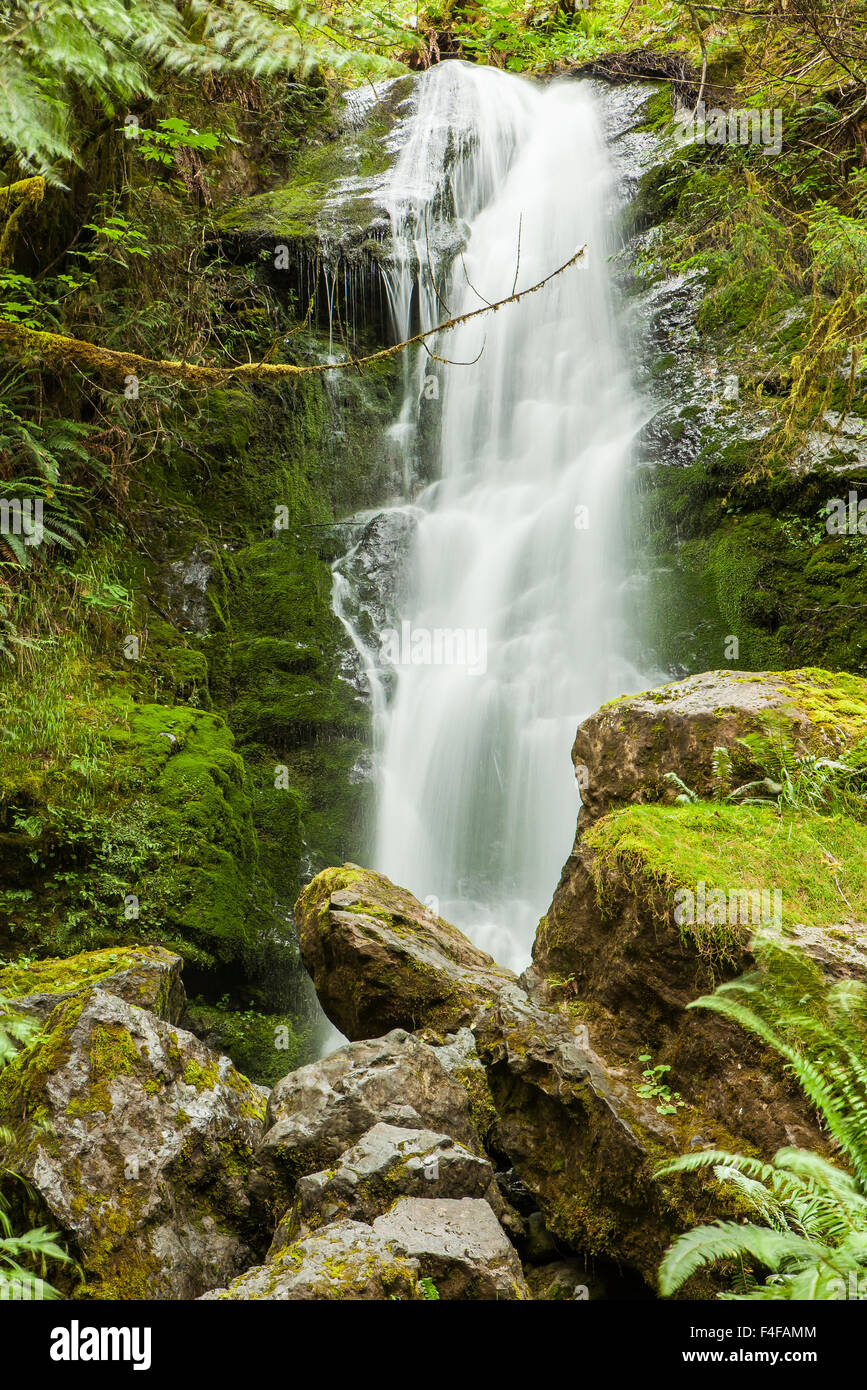 Olympic National Park Lake Quinault, Washington. Merriman Falls Stock ...