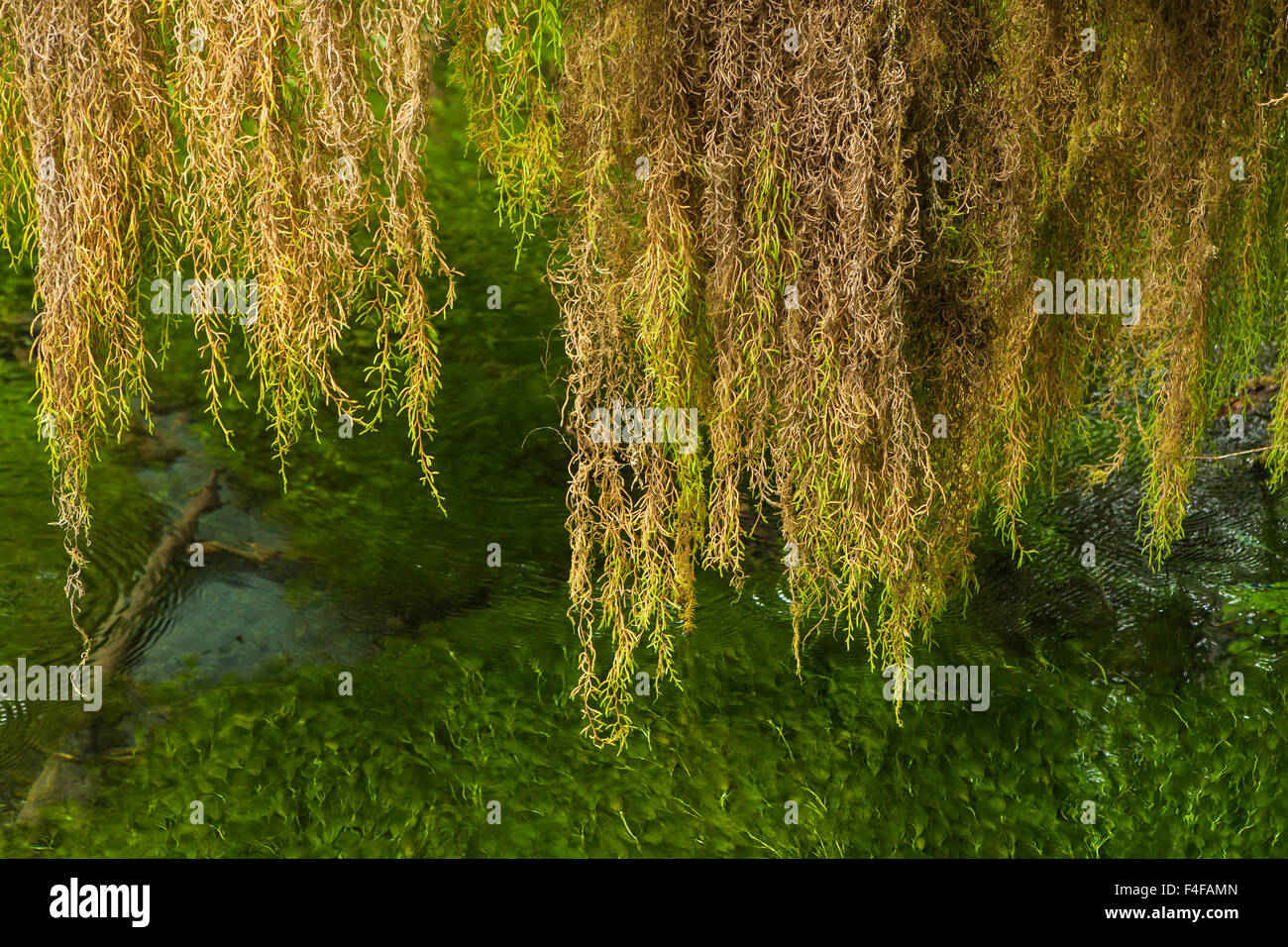 Olympic National Park. Epiphytic Spike Moss overhanging a stream in the ...