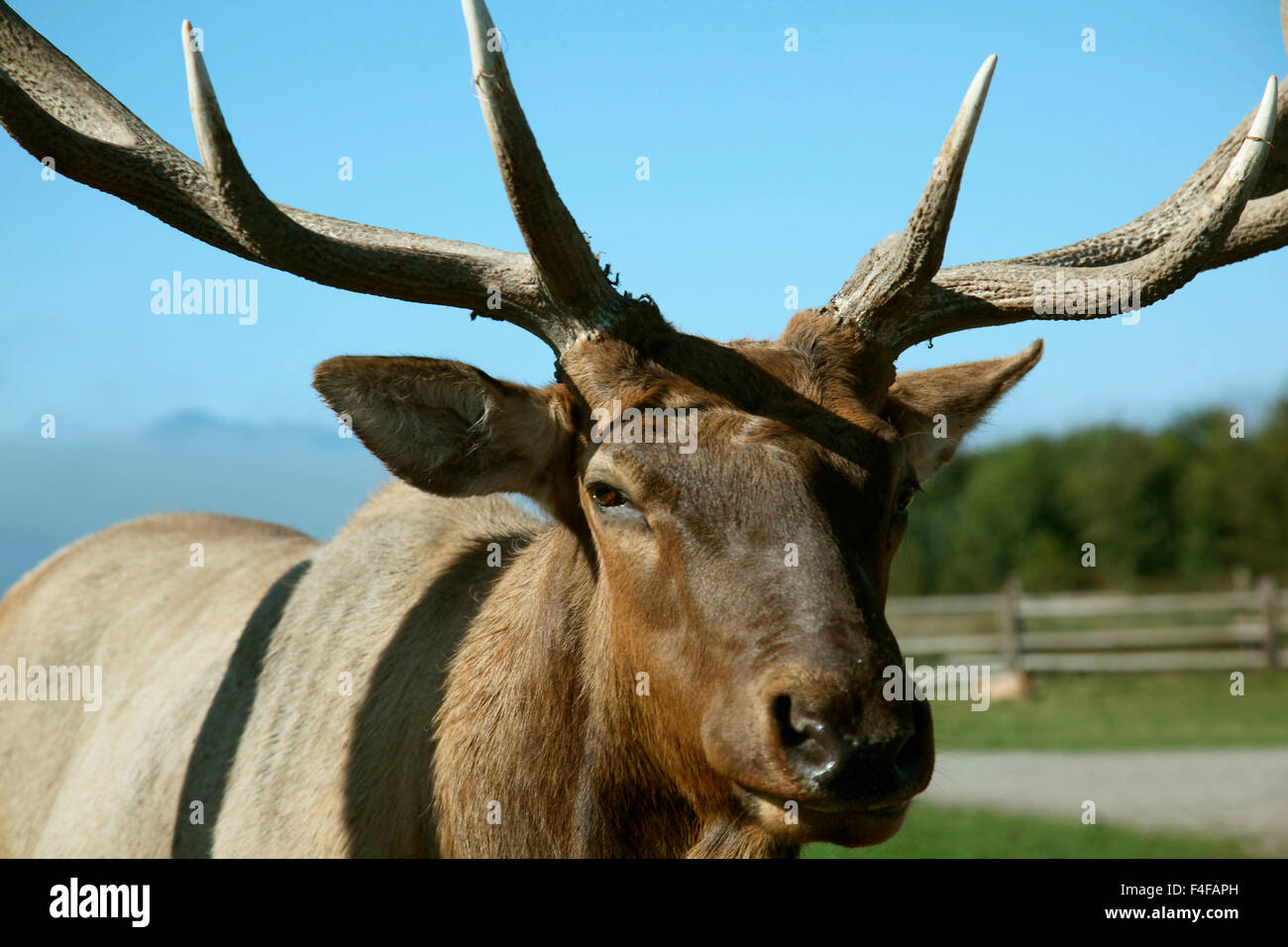 USA, Washington State, Sequim, Olympic Game Farm Stock Photo - Alamy