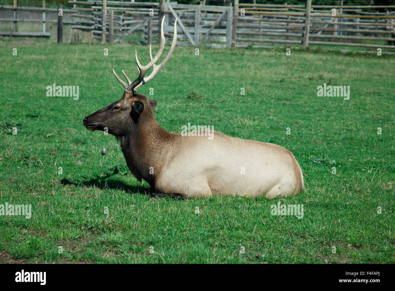 Sequim olympic game farm hi-res stock photography and images - Alamy