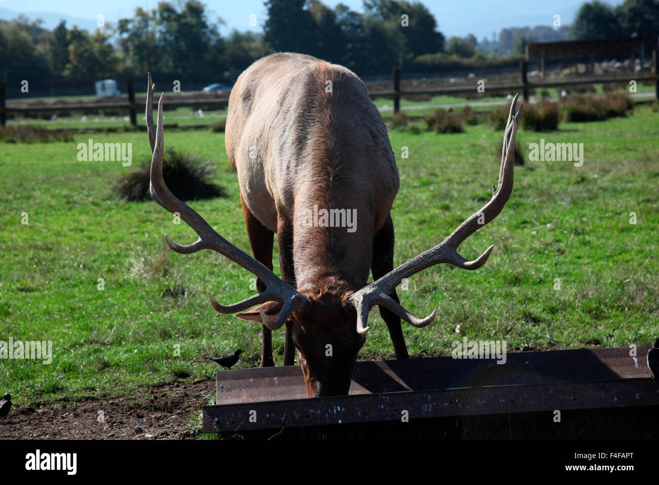Sequim olympic game farm hi-res stock photography and images - Alamy