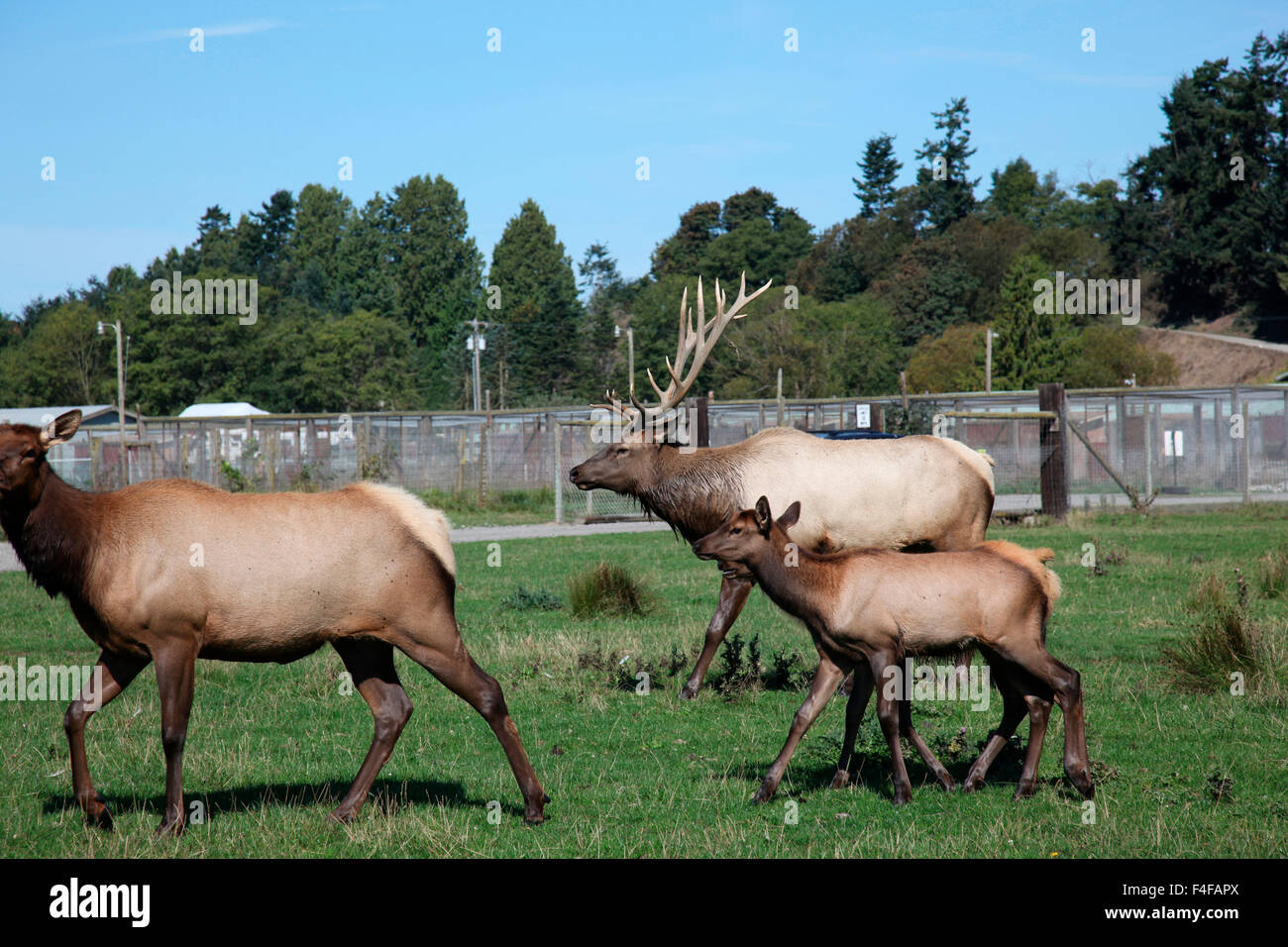 USA, Washington State, Sequim, Olympic Game Farm Stock Photo - Alamy