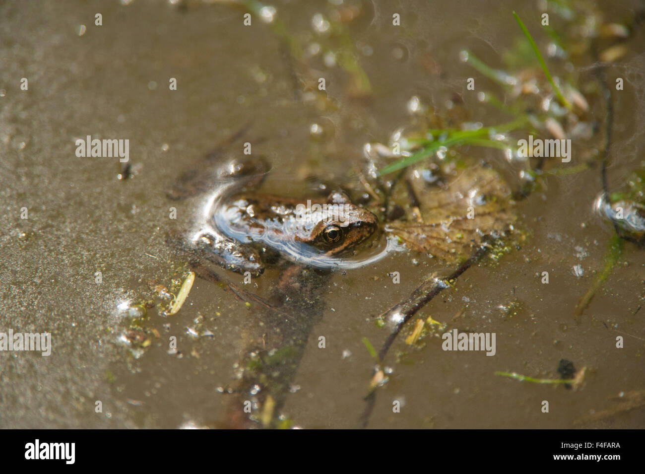 Washington, Kitsap County, Poulsbo. Red-legged frog (Rana aurora ...