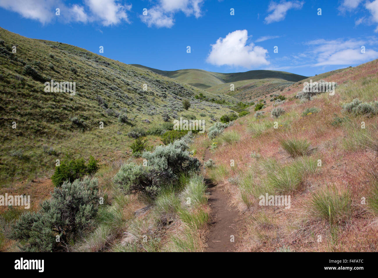 USA, Washington, L.T. Murray Wildlife Area, shrub-steppe landscape ...