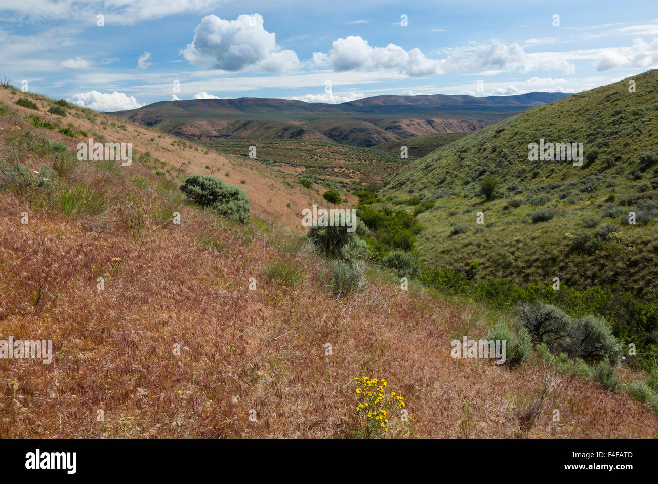 USA, Washington, L.T. Murray Wildlife Area, shrub-steppe landscape ...