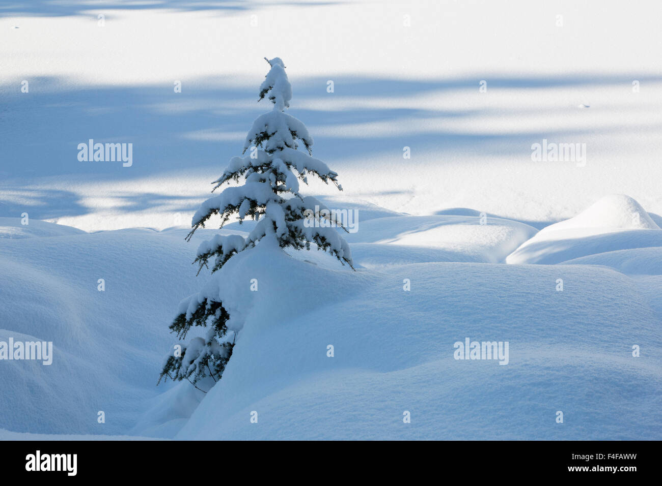 USA, Washington, Mount Baker Snoqualmie National Forest, Snow covered ...