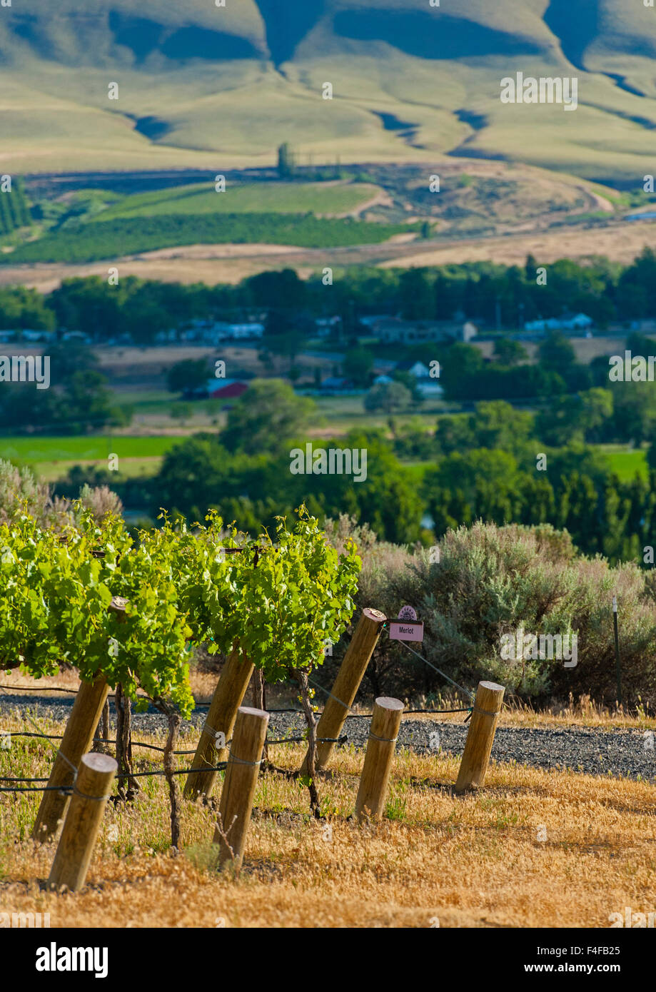USA, Washington, Benton City, Red Mountain. Vineyard in Yakima Valley ...