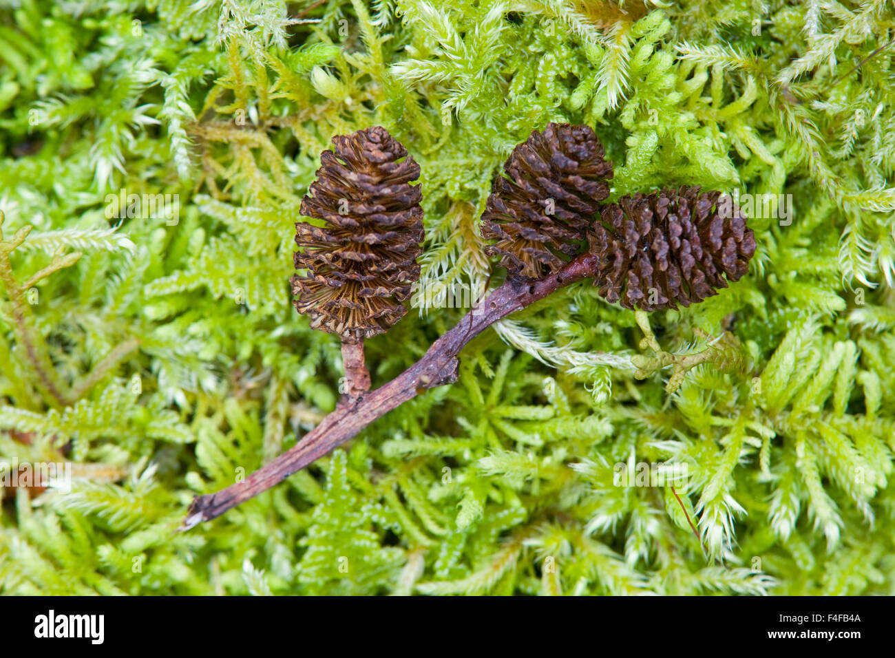 USA, Washington, Tiger Mountain State Forest, Red Alder cones on moss ...