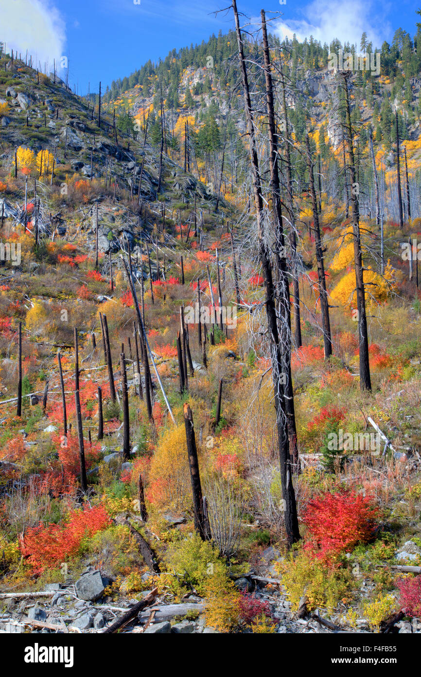 USA, Washington, Wenatchee National Forest, Tumwater Canyon, trees and ...