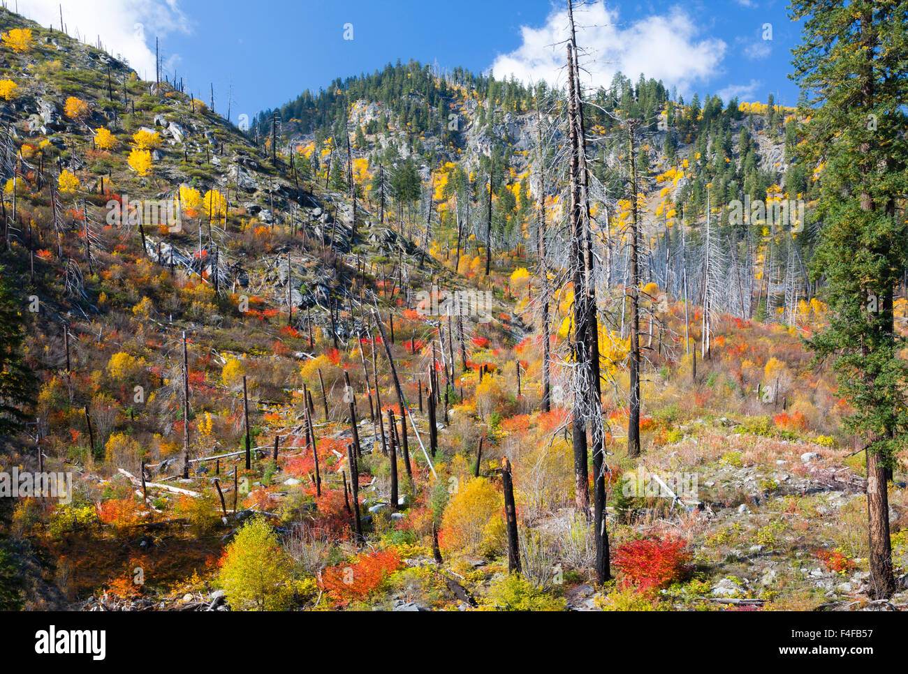 USA, Washington, Wenatchee National Forest, Tumwater Canyon, trees and ...